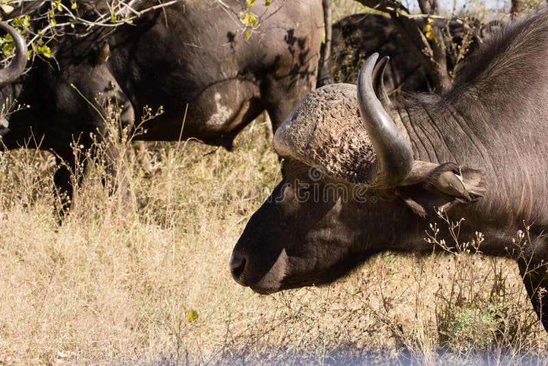 African buffalo bull stock photo. Image of outdoor, large - 31685306