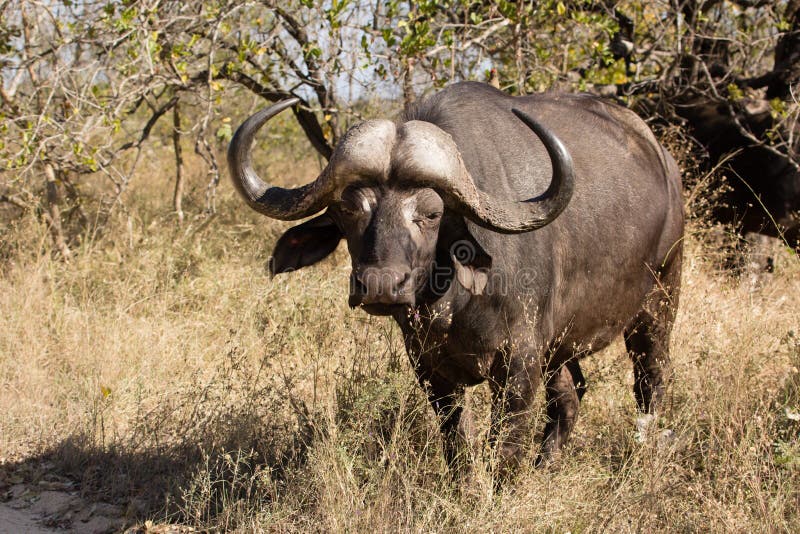 African buffalo bull stock photo. Image of heavy, ears - 31685308