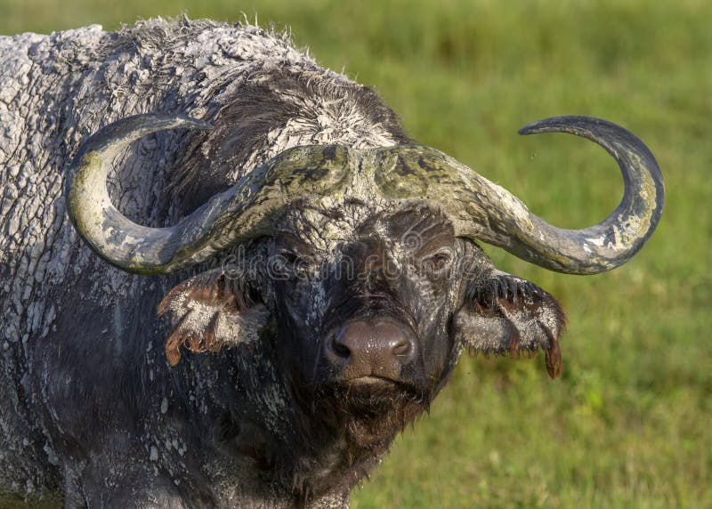 Mud Covered African Buffalo Syncerus Caffer Portrait Stock Image ...