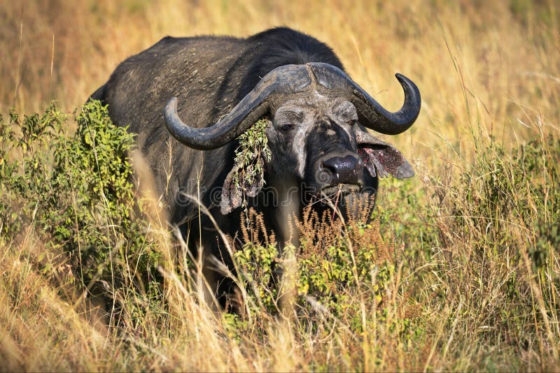 127 Scary Buffalo Stock Photos - Free & Royalty-Free Stock Photos from ...