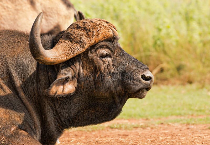 African Buffalo closeup stock photo. Image of animal - 23266090