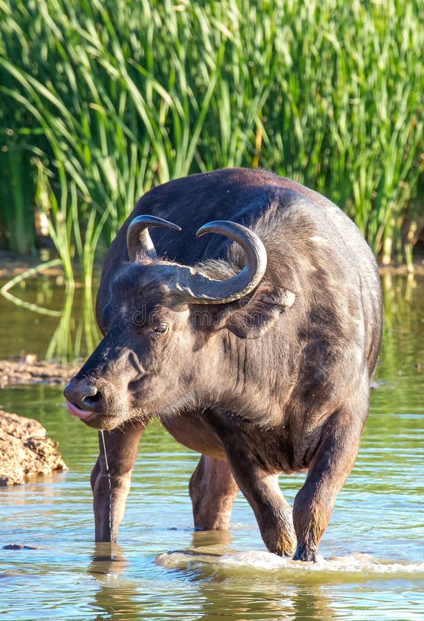 African Buffalo Drinking stock image. Image of wade, wild - 39461177