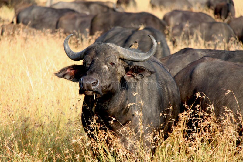 African buffalo stock image. Image of african, safari - 57634323