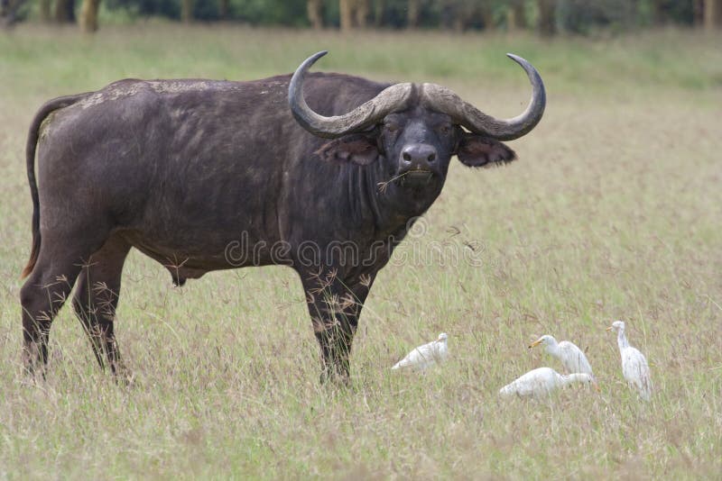 African Buffalo and Egyptian Egrets. Stock Photo - Image of buffalo ...
