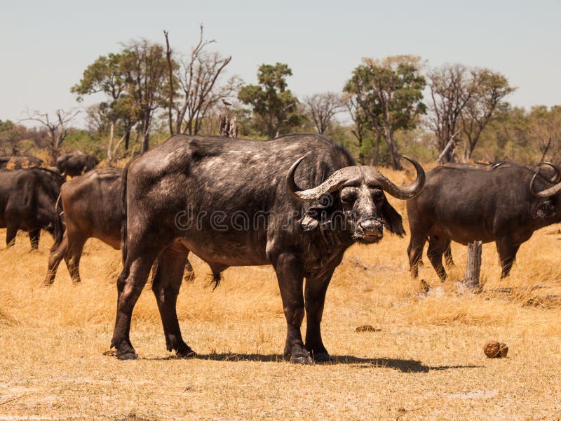 African buffalo front view stock image. Image of masai - 63215173