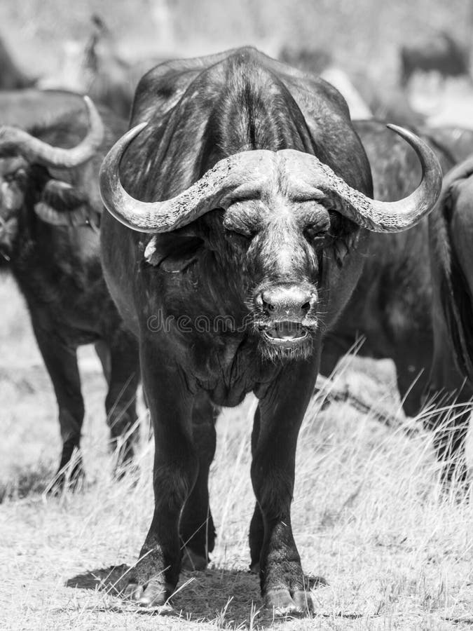 1,156 African Buffalo Black White Stock Photos - Free & Royalty-Free ...