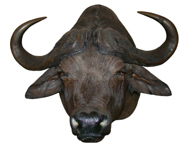 African Buffalo Head stock image. Image of caffer, africa - 30306739