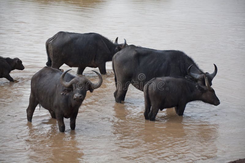 African buffalo in Kenya stock image. Image of herbivore - 26764179