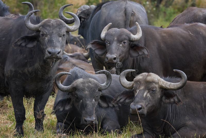 African Buffalo in Masai Mara ,Kenya. Stock Image - Image of colony ...