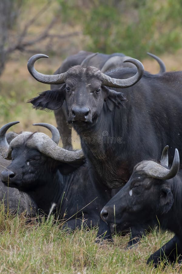 African Buffalo with Beautiful Horn in Masai Mara ,Kenya. Stock Photo ...