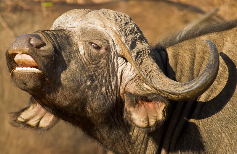 African Buffalo With Open Mouth Stock Photo - Image of buffalo, african ...