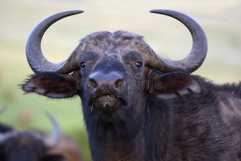 Angry Buffalo stock photo. Image of threatening, mammal - 35492202