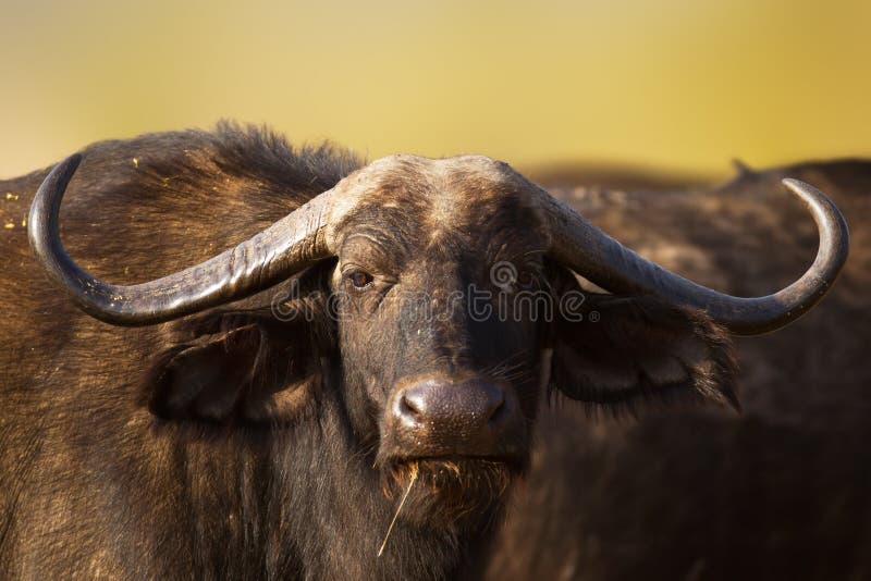 African buffalo front view stock photo. Image of mammal - 63956158