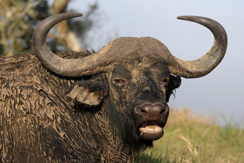 African Buffalo Portrait stock image. Image of horns - 21723075