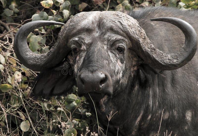 African Buffalo Portrait stock photo. Image of game, caffer - 26637124