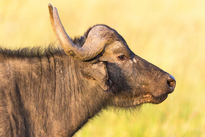 African buffalo stock image. Image of black, national - 60317975