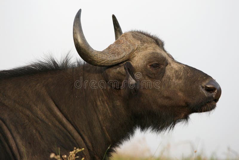 African Buffalo Profile stock image. Image of shaggy - 21876183