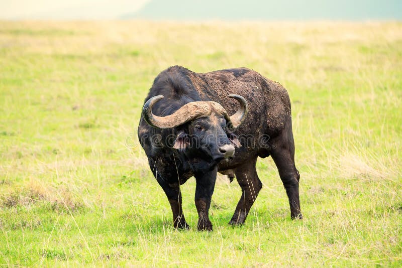 African Buffalo in Savannah Stock Photo - Image of bull, eating: 90498536