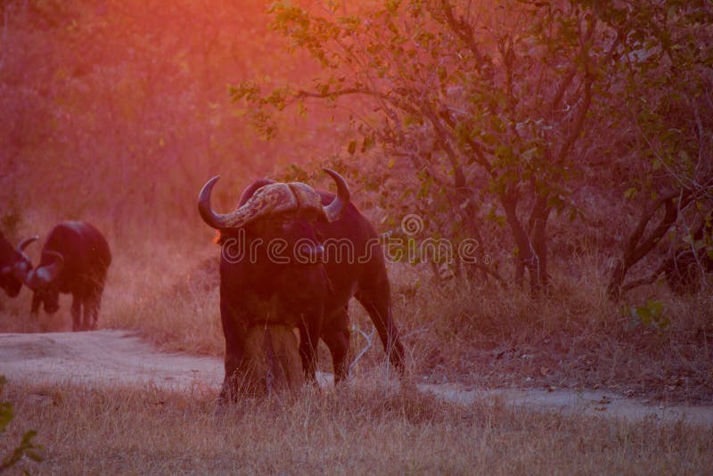 Buffalo Scratching His Head on a Tree Stock Photo - Image of grass ...