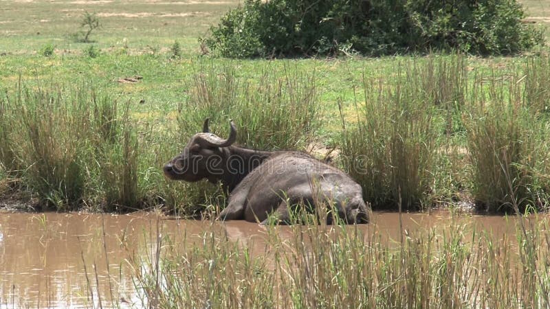 Buffalo Sitting and Resting Stock Video - Video of grass, countryside ...