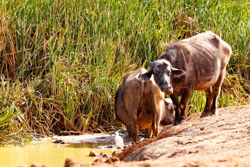 African Buffalo Standing Guard Stock Image - Image of conservation ...