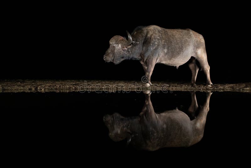 African Buffalo Standing by a Pool at Night Reflecting in the Water ...