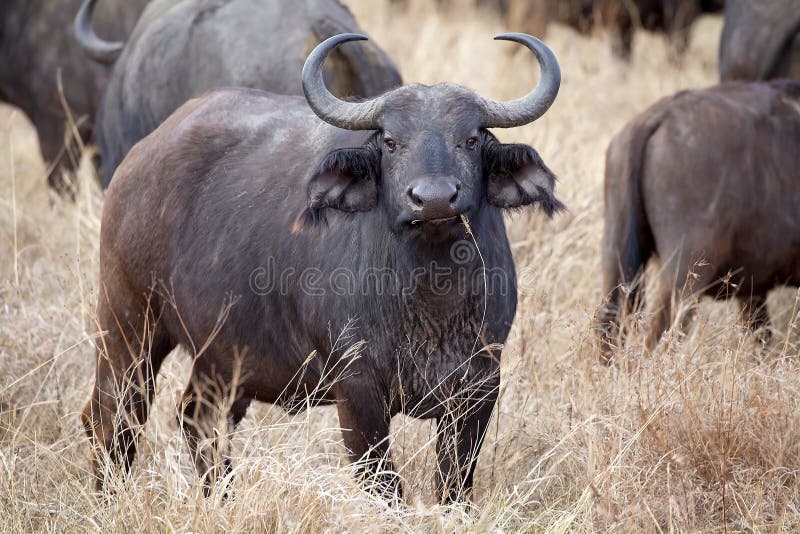 African Buffalo (Syncerus Caffer) Stock Photo - Image of fauna, safari ...