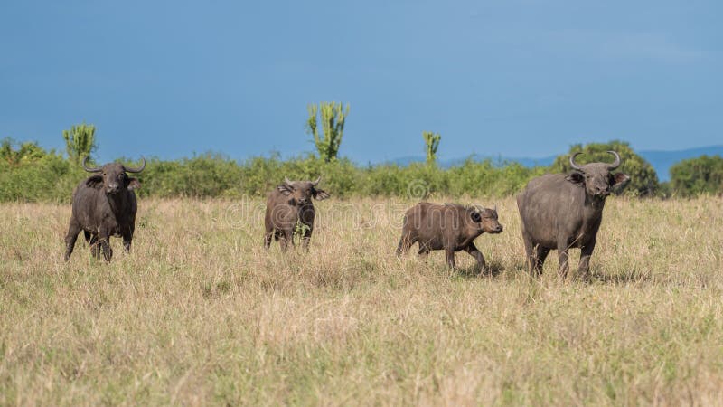 The African Buffalo Syncerus Caffer Stock Photo - Image of buffalo ...