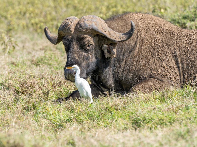 The African Buffalo Syncerus Caffer Stock Image - Image of africa ...