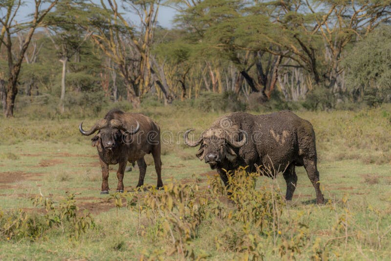 The African Buffalo Syncerus Caffer Stock Photo - Image of east, grass ...