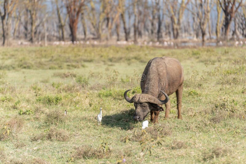 The African buffalo stock image. Image of dangerous - 272544877