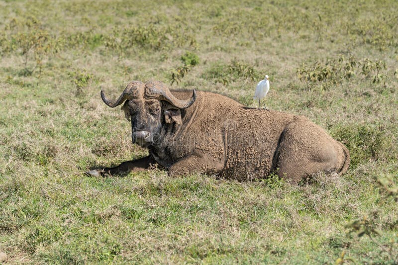 The African buffalo stock image. Image of asia, family - 272573305