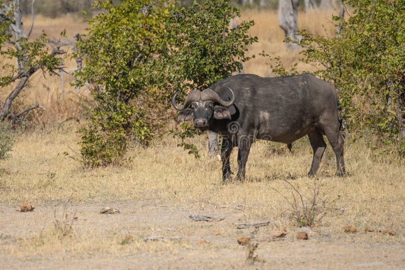 African buffalo stock image. Image of african, animalia - 373283743