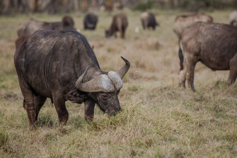 African Buffalo - Syncerus Caffer Stock Photo - Image of horn, cape ...