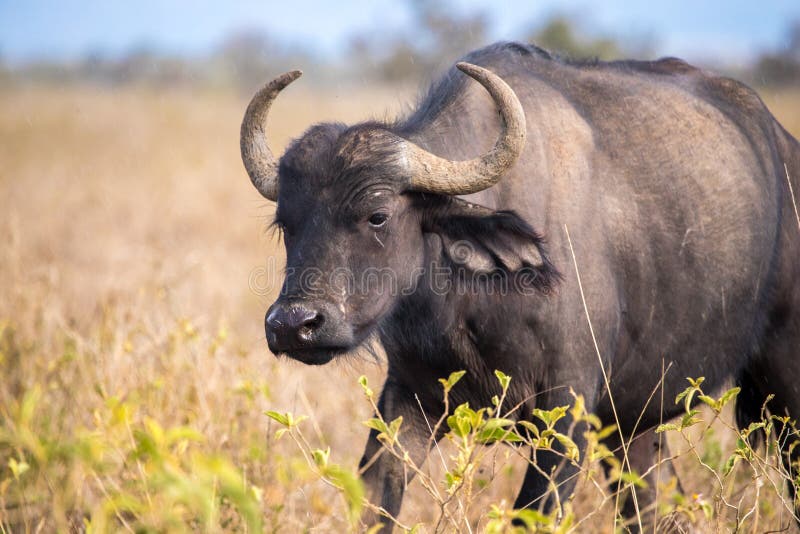 African Buffalo - Syncerus Caffer Stock Photo - Image of male ...