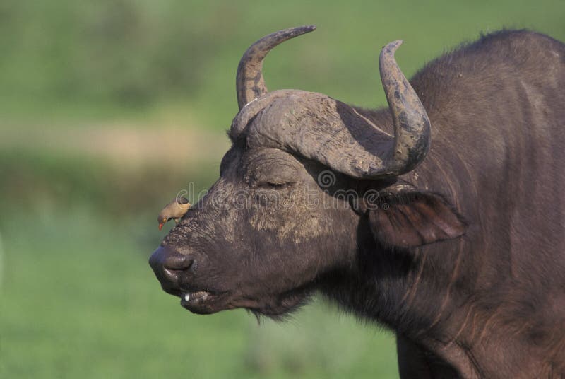 African Buffalo, Syncerus Caffer, Stock Photo - Image of horn, animal ...