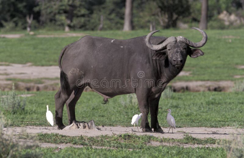 African Buffalo, Syncerus Caffer, Stock Photo - Image of horn, animal ...