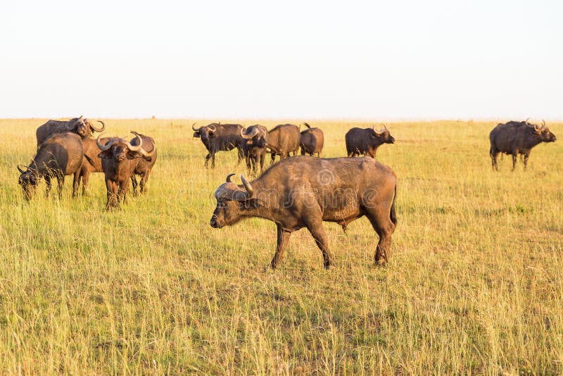 African Buffalo Walking on the Savannah Stock Photo - Image of horizon ...