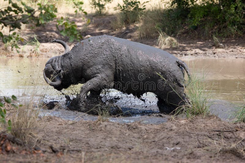 African Water Buffalo Running Stock Photos - Free & Royalty-Free Stock ...