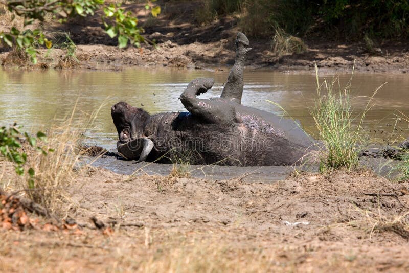 African Water Buffalo Running Stock Photos - Free & Royalty-Free Stock ...
