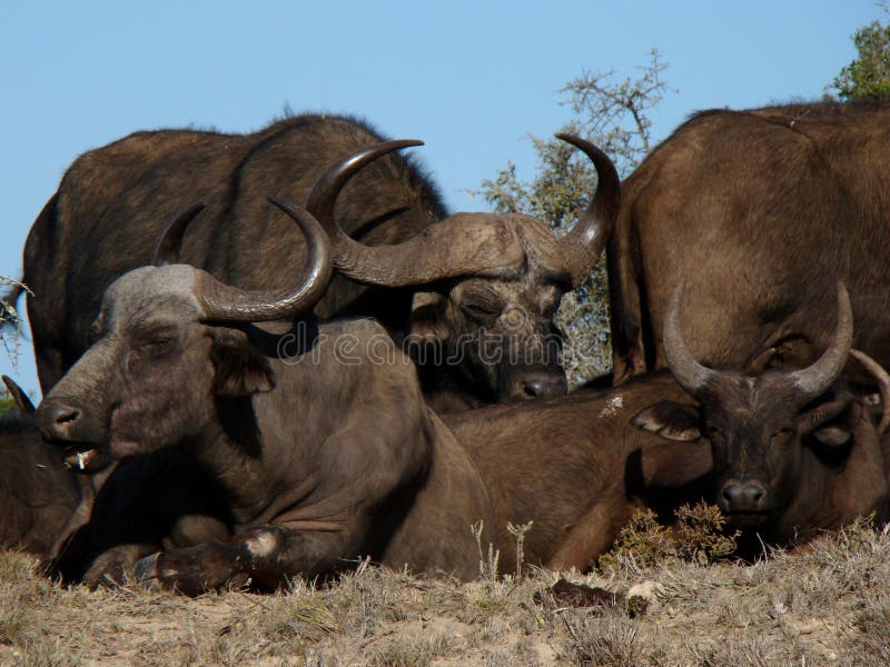 1,058 African Buffalos Ukraine Stock Photos - Free & Royalty-Free Stock ...