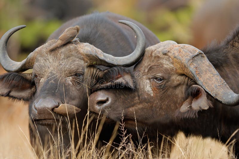 Two African Buffalos stock image. Image of bullet, thick - 45292723