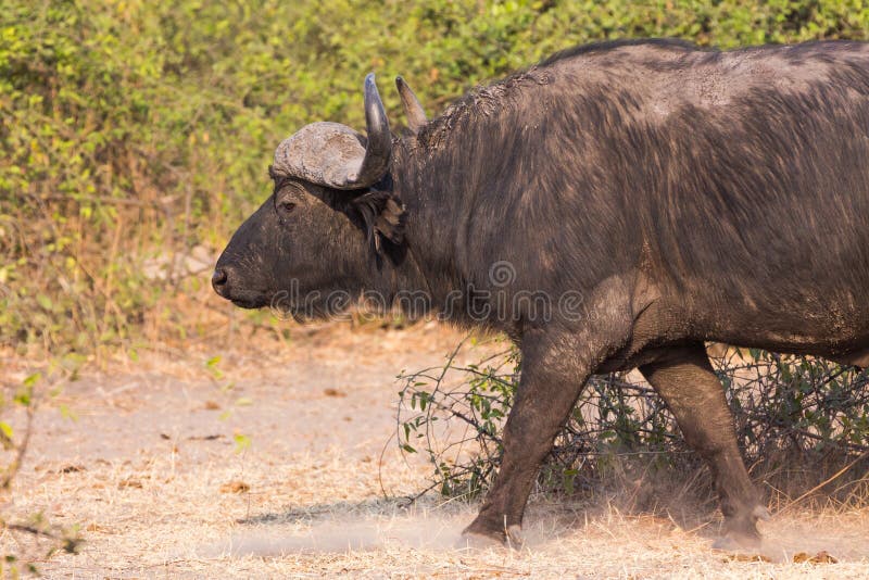 African buffalos side view stock photo. Image of walking - 40262734