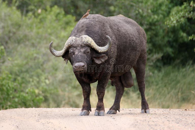 Buffelo Stock Photos - Free & Royalty-Free Stock Photos from Dreamstime