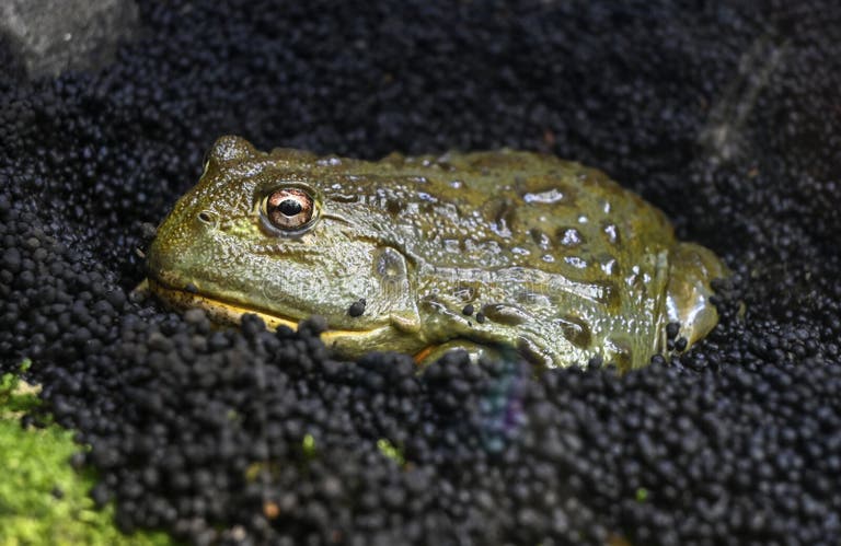 591 Sleeping Frog Stock Photos - Free & Royalty-Free Stock Photos from ...