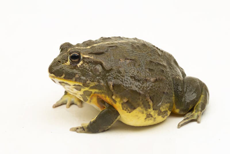African Bull Frog ( Pyxicephalus Adsperus Edulis) Pixie Frog Isolated ...