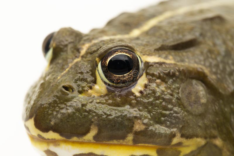 121 African Bullfrog Isolated Stock Photos - Free & Royalty-Free Stock ...