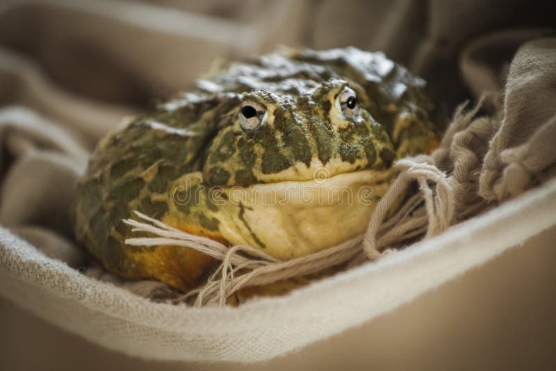 The African Bullfrog in Front of Window Stock Photo - Image of green ...