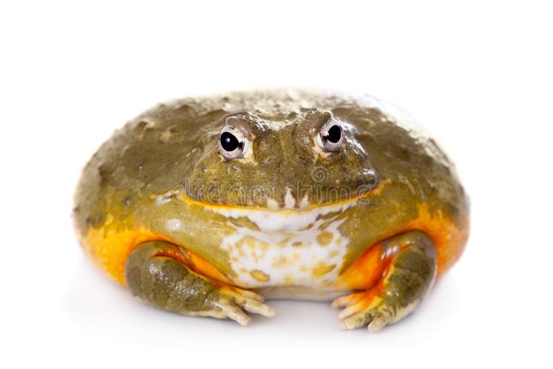 Yellow Bullfrog stock photo. Image of tough, amphibian - 10975336