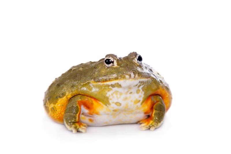 The African Bullfrog on White Stock Photo - Image of cute, aquatic ...